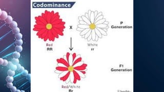 Module 4: Mendelian Genetics and Punnett Square | PPTX