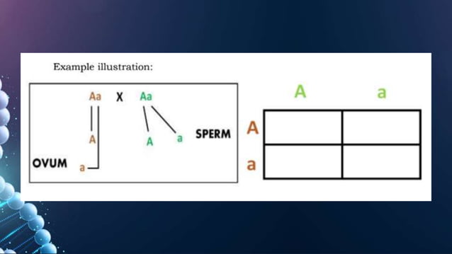 Module 4: Mendelian Genetics and Punnett Square | PPTX | Genetics | Science