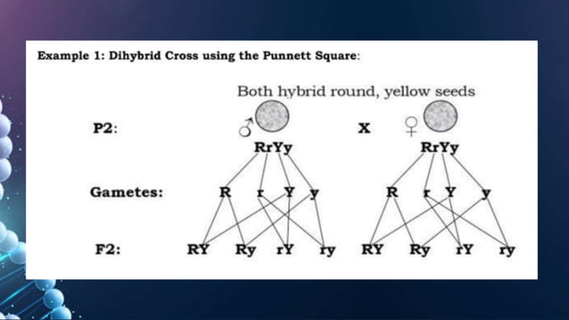 Module 4: Mendelian Genetics and Punnett Square | PPTX | Genetics | Science