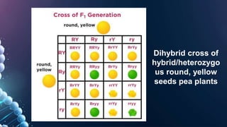 Module 4: Mendelian Genetics and Punnett Square | PPTX