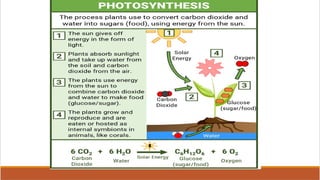 Module 4 revised about photosynthesis.pptx