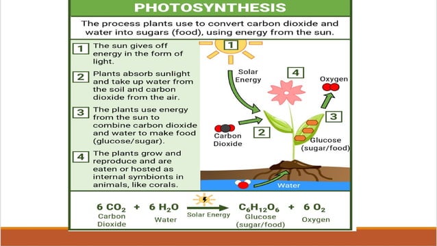 Module 4 revised about photosynthesis.pptx