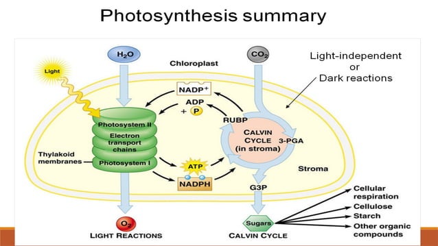 Module 4 revised about photosynthesis.pptx