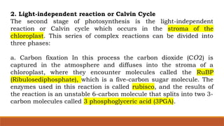 Module 4 revised about photosynthesis.pptx