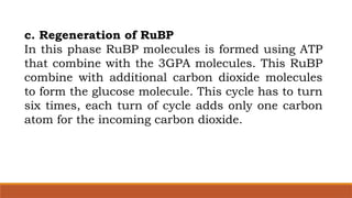 Module 4 revised about photosynthesis.pptx