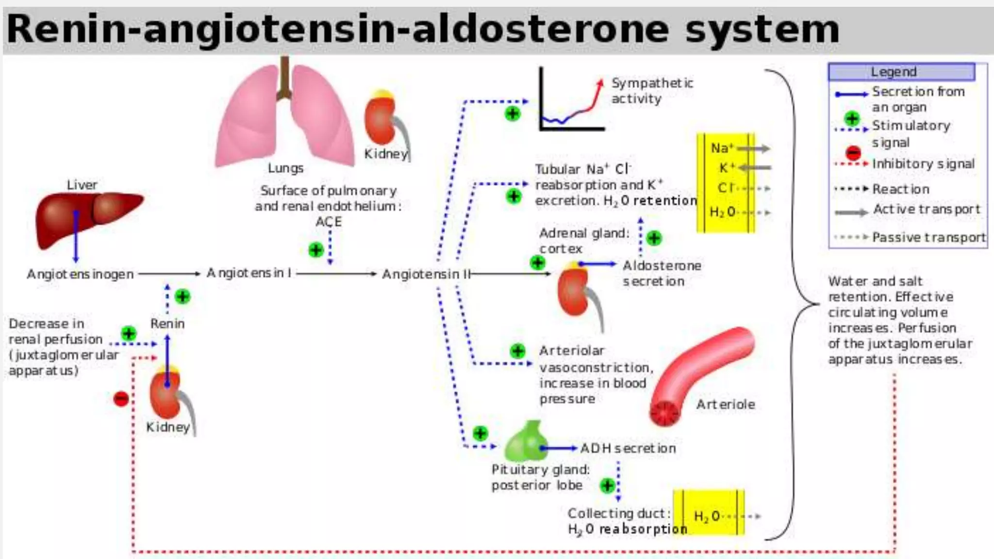 Cardiovascular Pathophysiology | PPTX