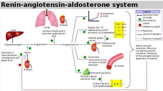 Cardiovascular Pathophysiology | PPTX | Heart and Cardiovascular ...