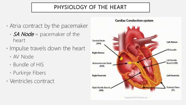 Cardiovascular Pathophysiology