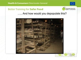 Depopulation and disposal: training presentation | PPT