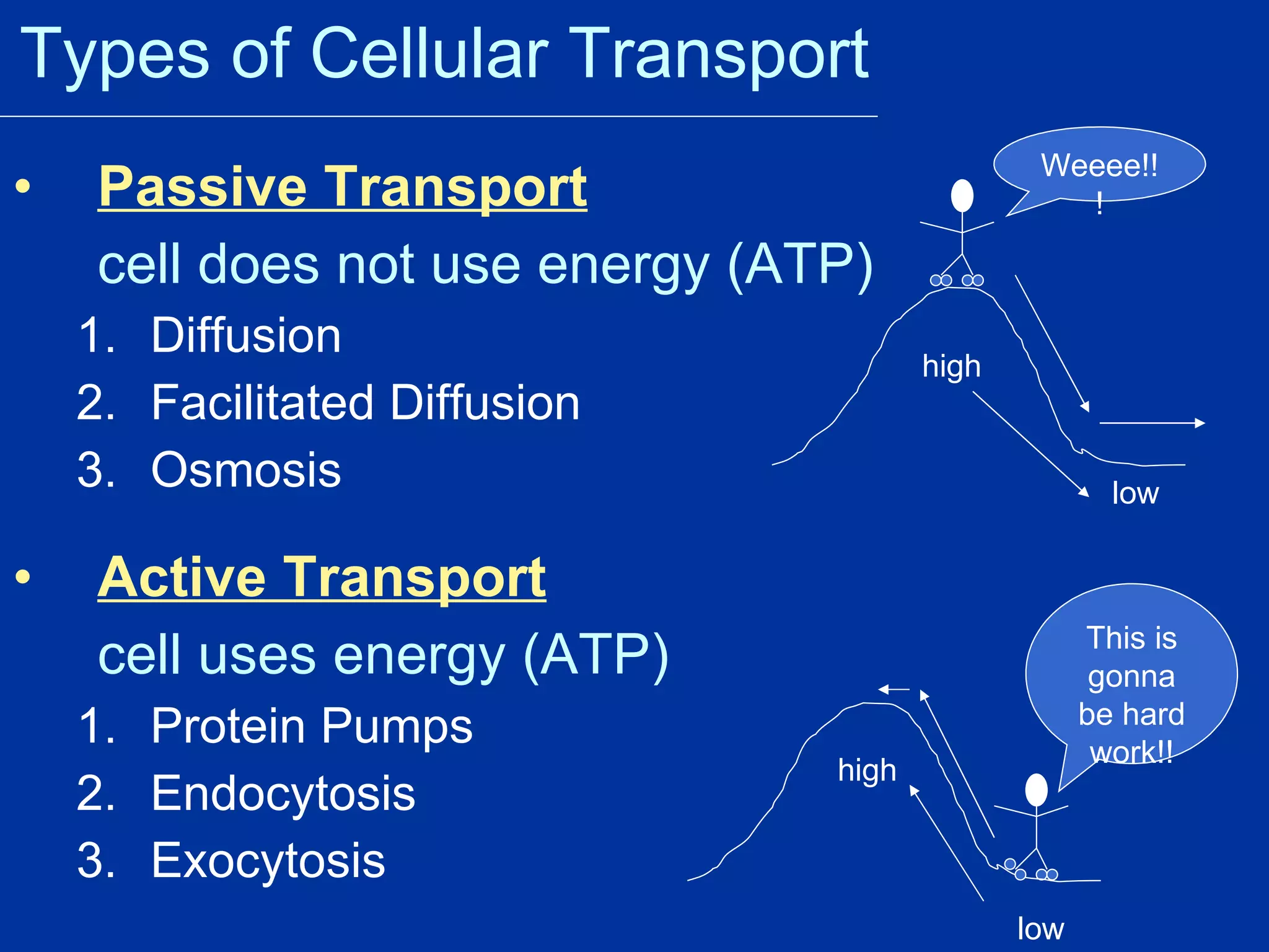 Module 5, lesson 1 cell transport power point 1 | PPT