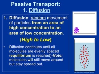 Module 5, lesson 1 cell transport power point 1 | PPT