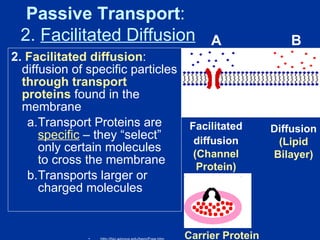 Module 5, lesson 1 cell transport power point 1 | PPT