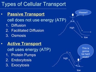 Module 5, lesson 1 cell transport power point 1 | PPT