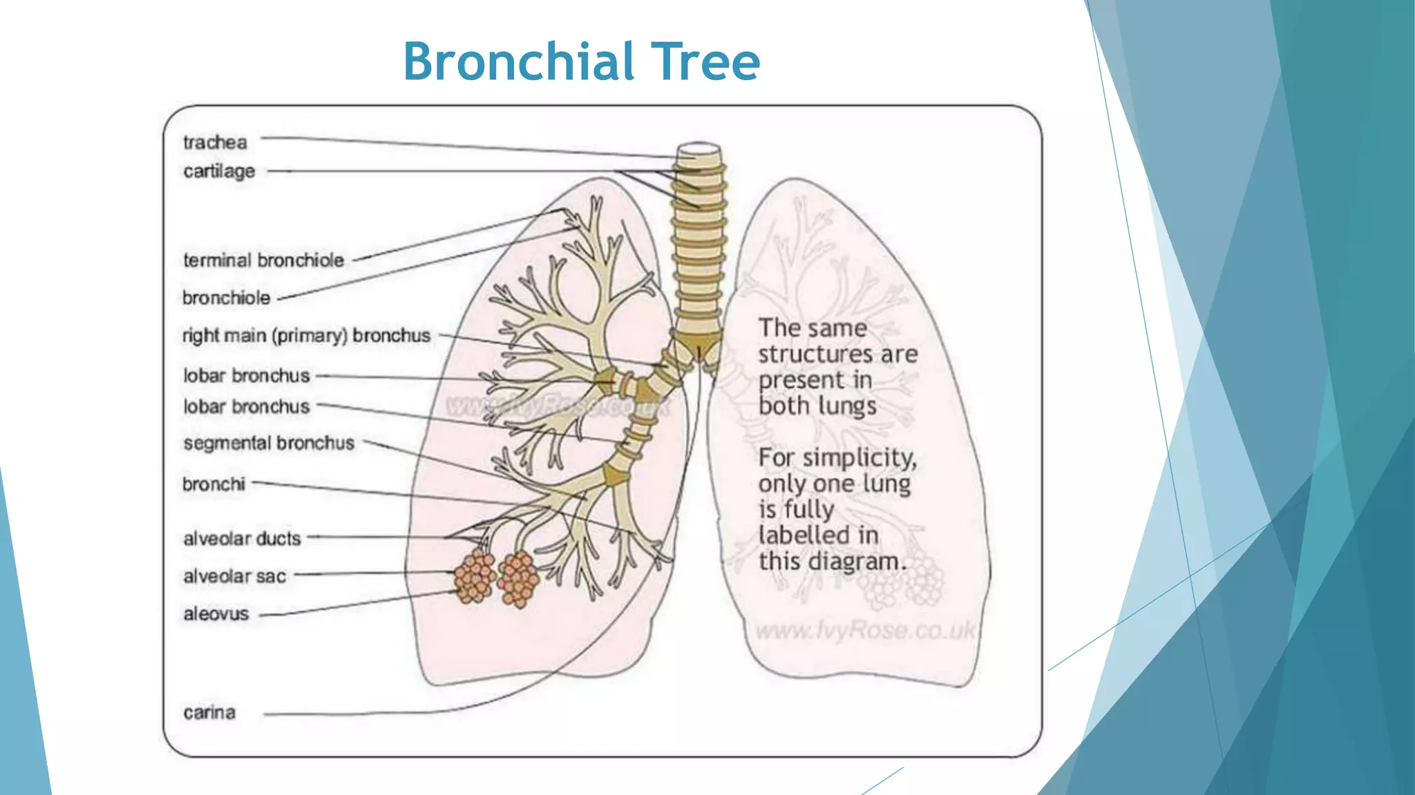 Respiratory Pathophysiology | PPTX