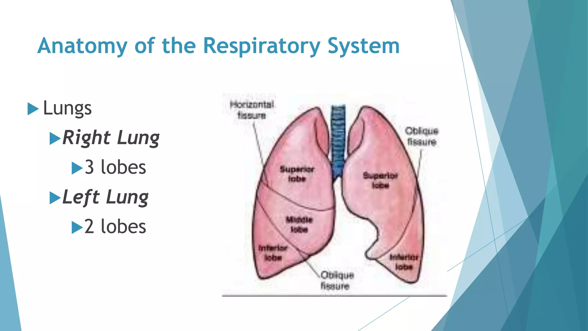 Respiratory Pathophysiology | PPTX