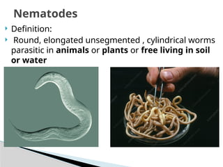 Module 6 - Helminths - roundAscaris .pptx