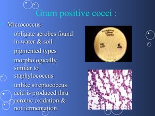 Module 6a cocci | PPT