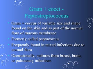 Module 6a cocci | PPT