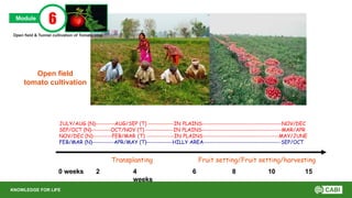 Module 6 Dr Noor - Open field & Tunnel cultivation of Tomato crop.pptx