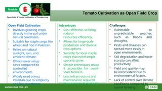 Module 6 Dr Noor - Open field & Tunnel cultivation of Tomato crop.pptx