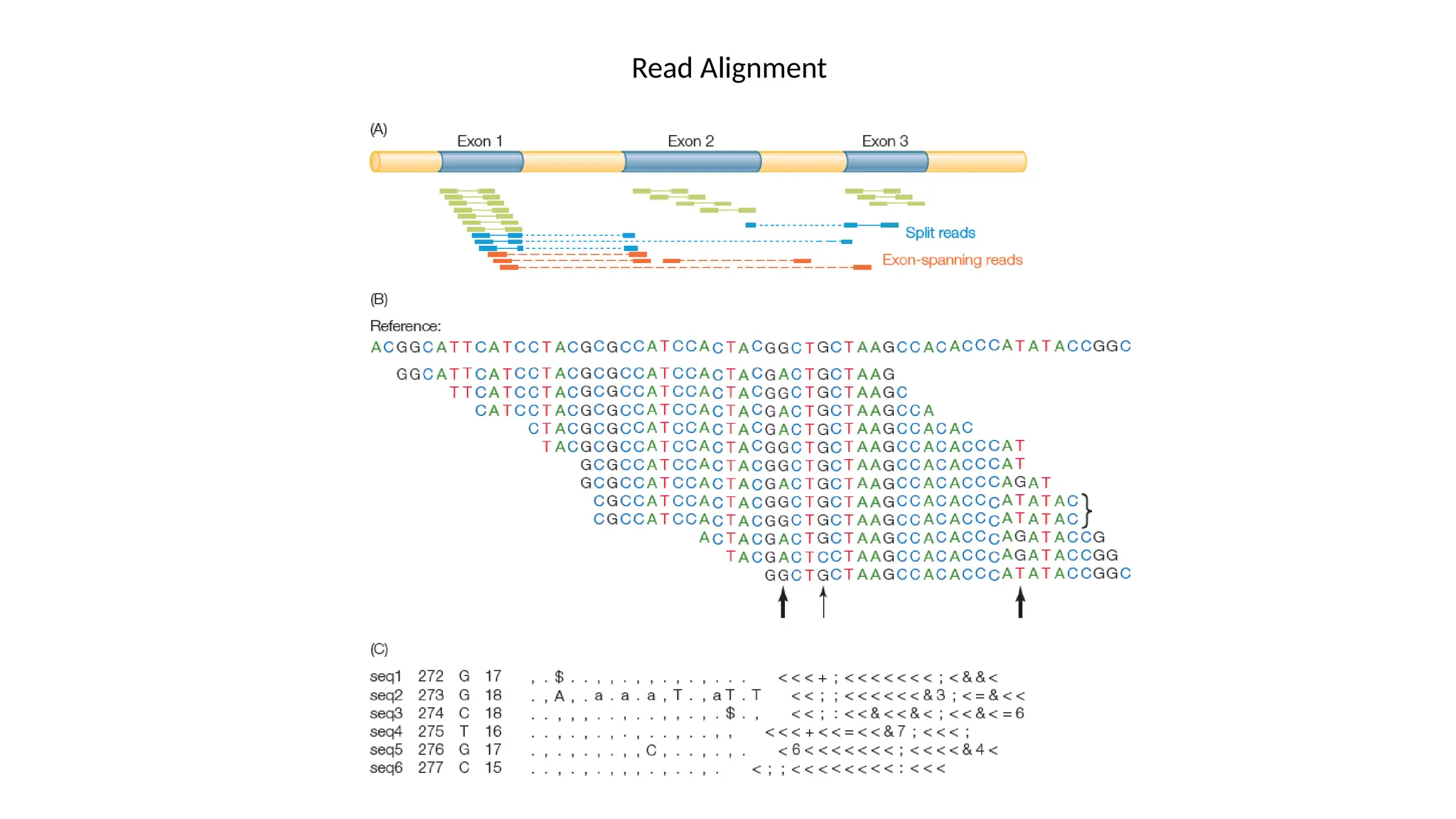 Module_6_Lecture 1_GG.pptx single cell RNA sequence | PPTX