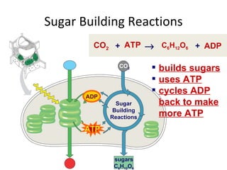 Module 6, lesson 1 photosynthesis | PPT