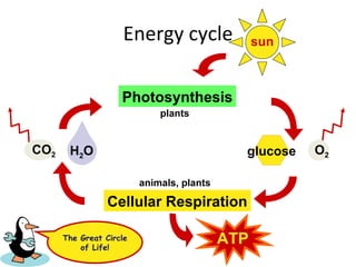Module 6, lesson 1 photosynthesis | PPT