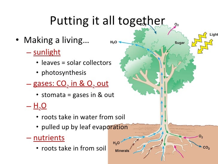 Module 6, lesson 1 photosynthesis