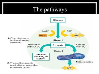 Module 6, lesson 2 cell respiration | PPT