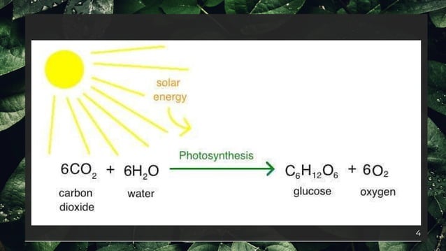 Photosynthesis... Synthesizing Carbon dioxide, water and sunlight to ...