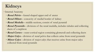 Renal Pathophysiology | PPTX