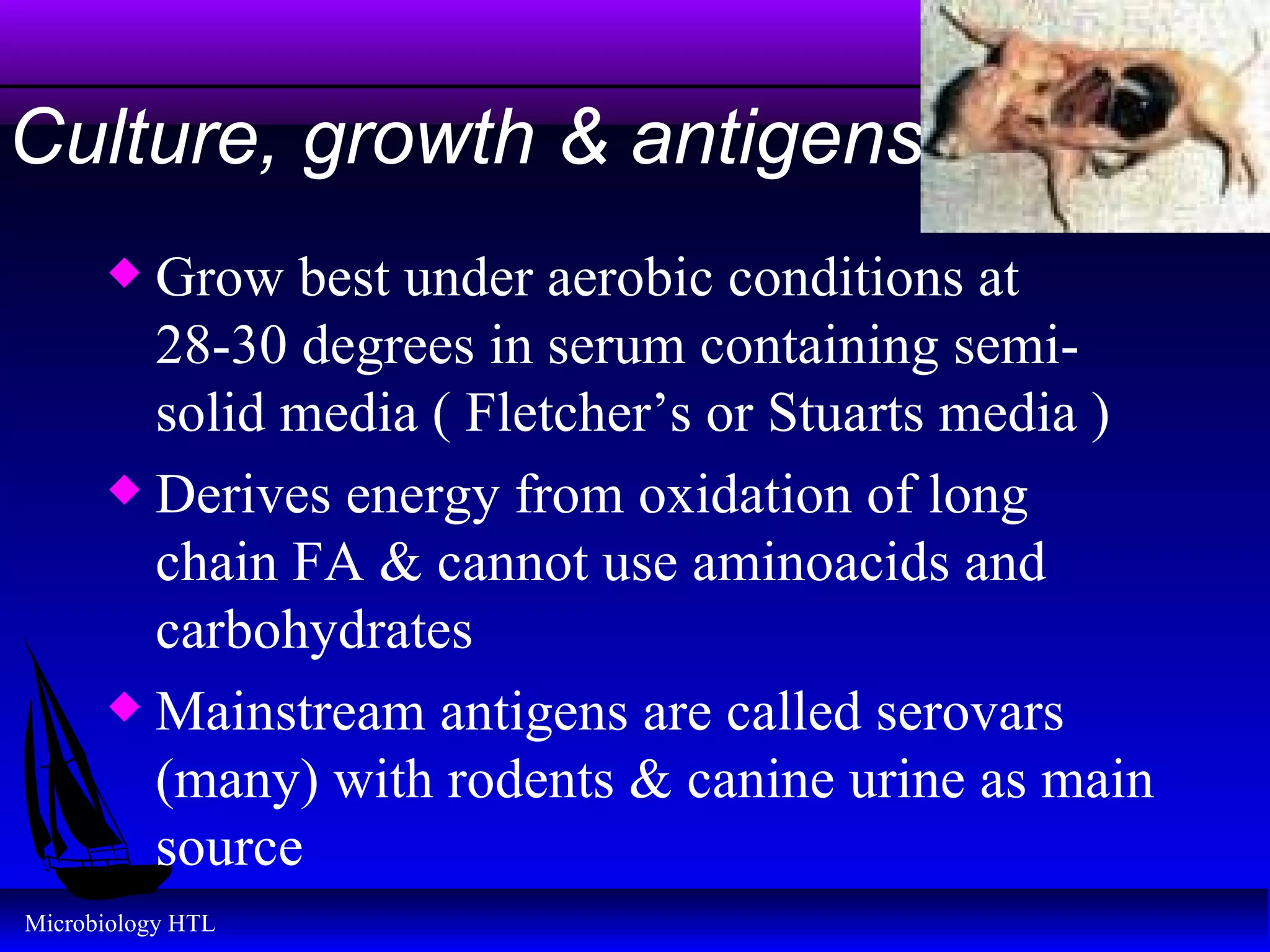 Module8a spirochetes-120620072704-phpapp02 | PPT