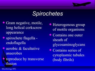 Module8a spirochetes-120620072704-phpapp02 | PPT