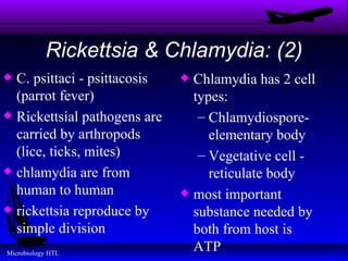 Module 8a spirochetes | PPT