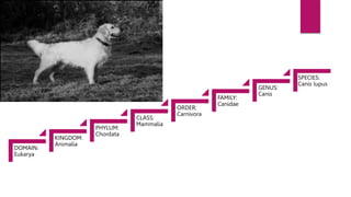 Module 8 PHYLOGENIES.pptx