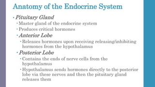 Endocrine Pathophysiology | PPTX | Endocrine and Metabolic Diseases ...