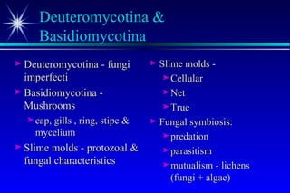 Module9a mycology-120620071104-phpapp02 | PPT