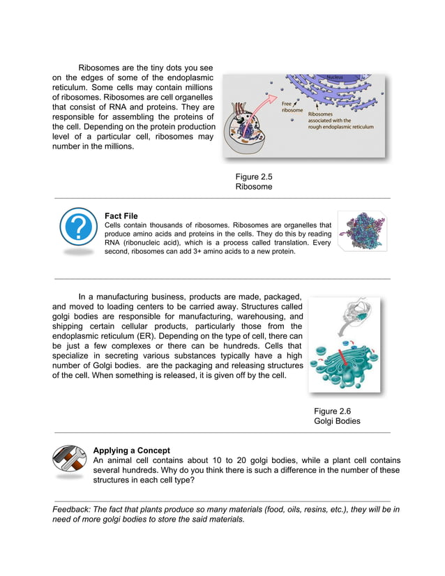 Module cell structure and function | PDF
