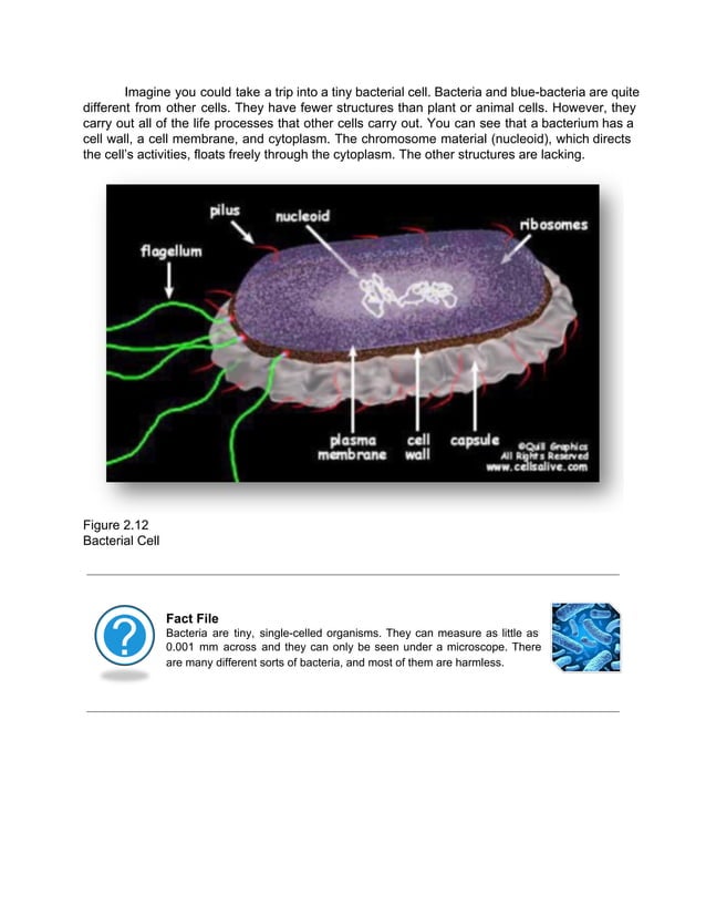 Module cell structure and function | PDF