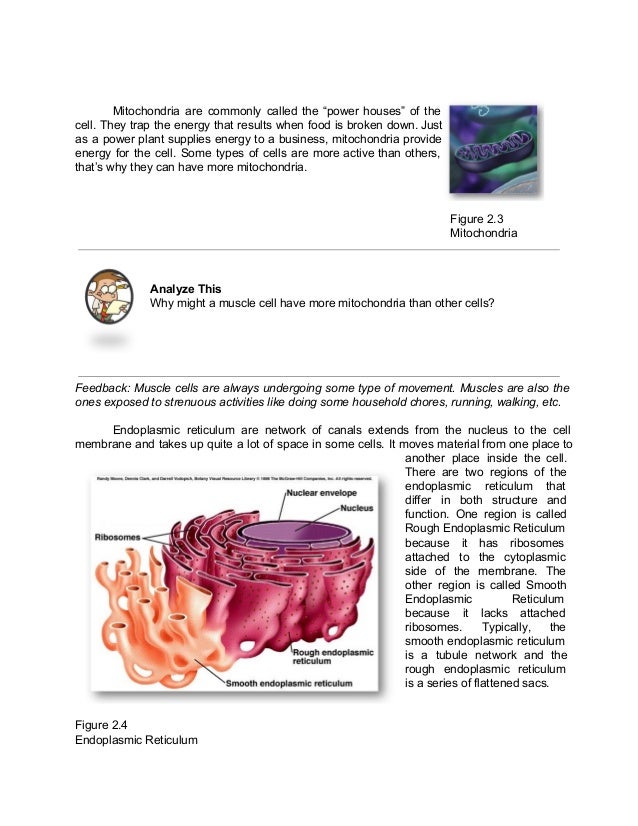 Module cell structure and function
