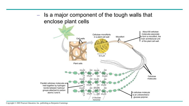 Module I_6_Structure and Function of Macromolecules.ppt