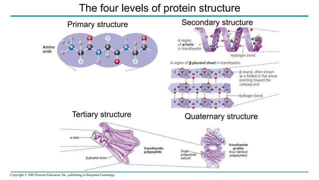Module I_6_Structure and Function of Macromolecules.ppt