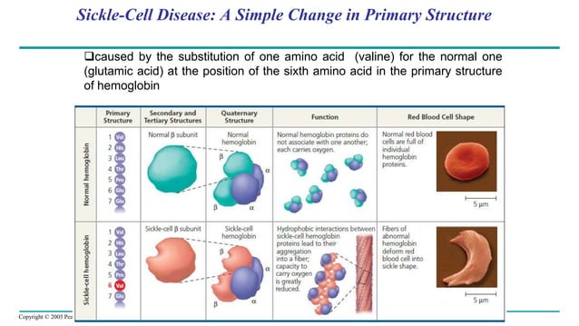Module I_6_Structure and Function of Macromolecules.ppt