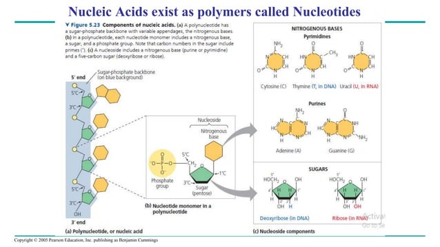 Module I_6_Structure and Function of Macromolecules.ppt