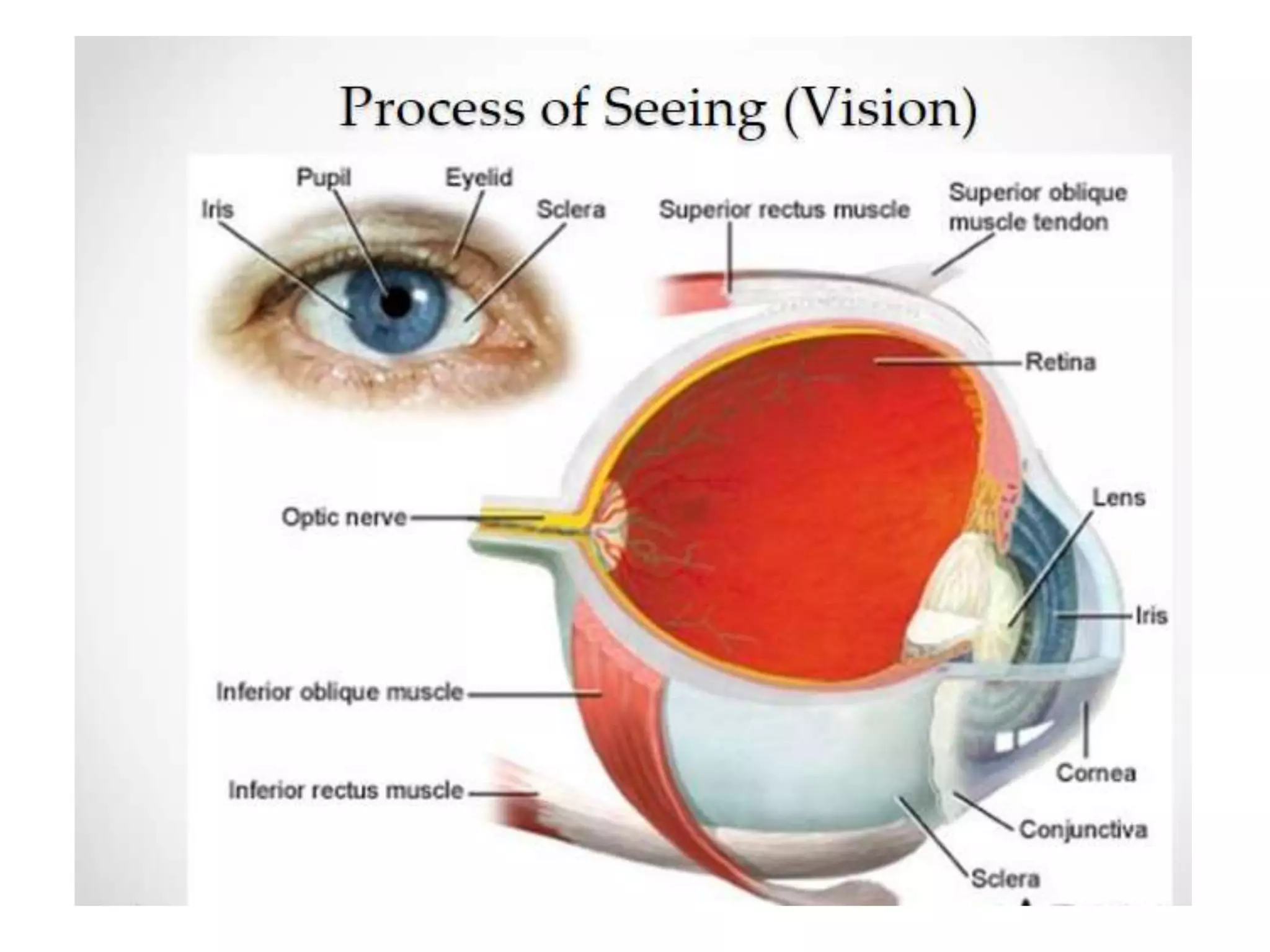 Process of seeing | Visual Capability| Workstation Design | Workplace ...