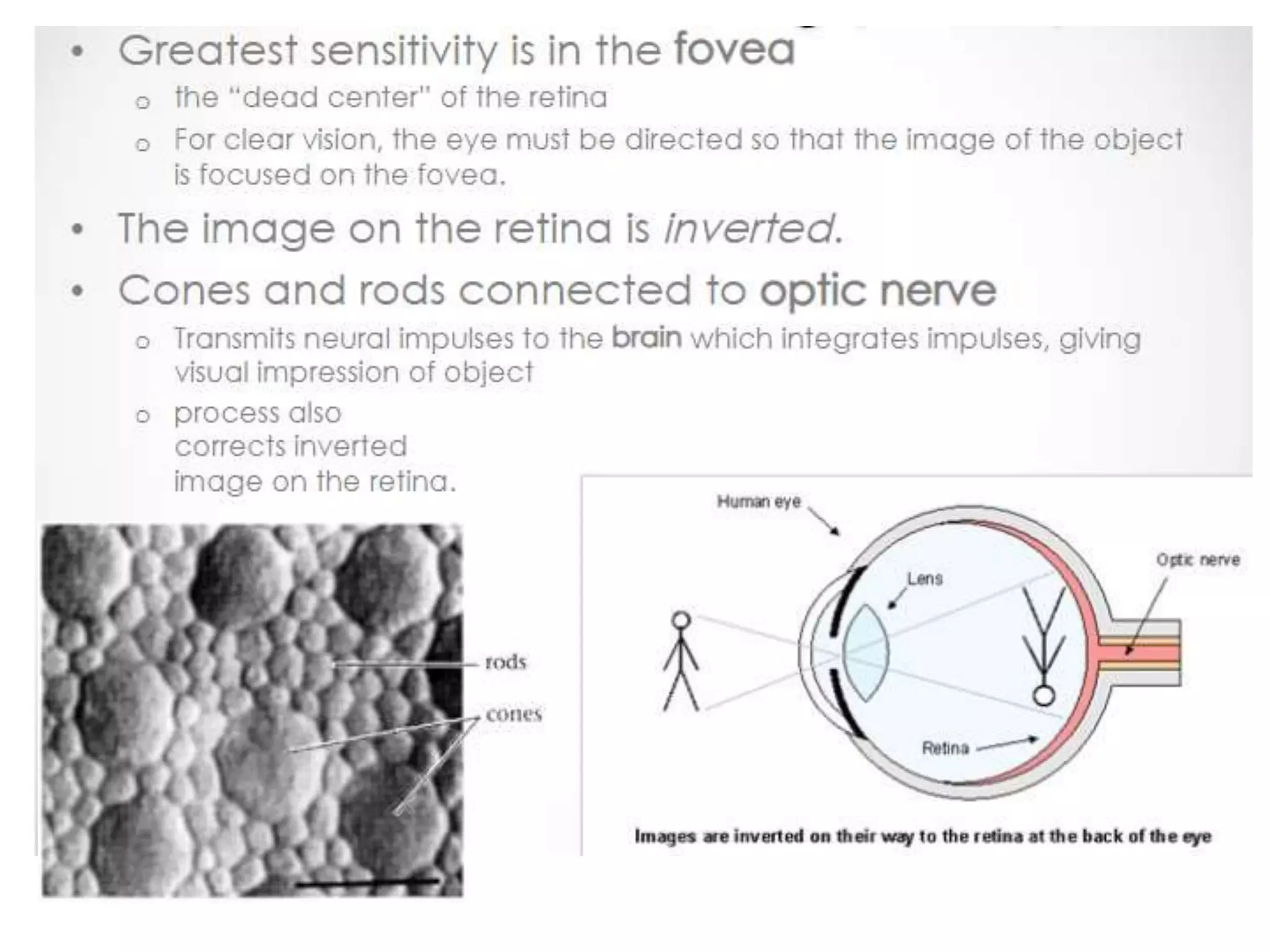 Process of seeing | Visual Capability| Workstation Design | Workplace ...