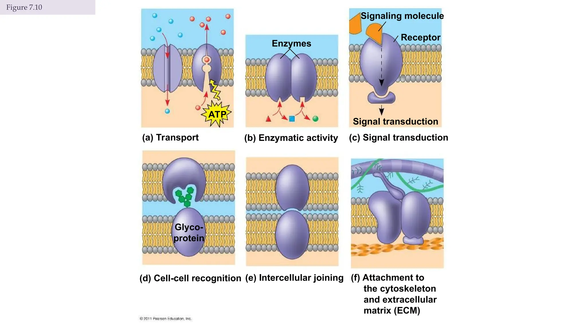 Module II_2_Pro,eukaryote&cellstructure,ecm.ppt