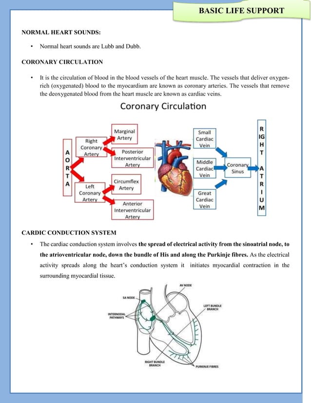 BLS/BASIC LIFE SUPPORT Module ............ | DOCX | Heart and ...