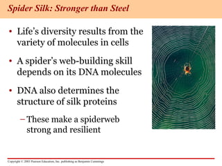 Carbohydrates, Proteins, Lipids and Nucleic Acids | PPT