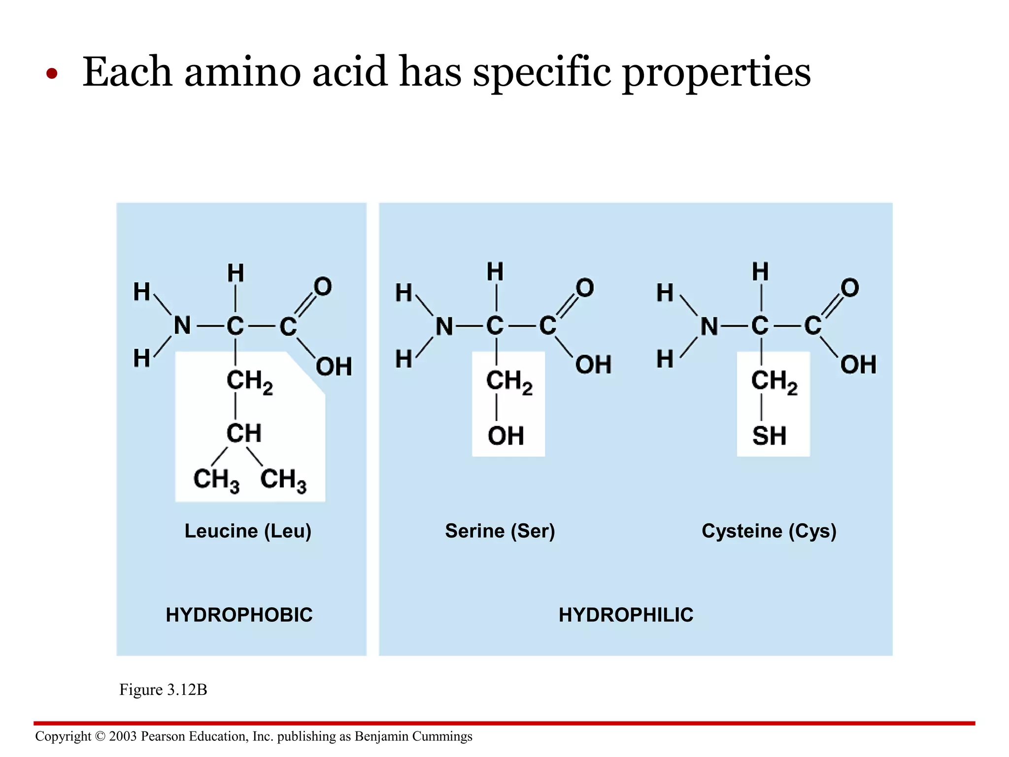 Carbohydrates, Proteins, Lipids and Nucleic Acids | PPT